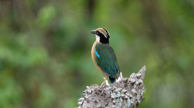 A Day in Porvorim: What to See, Do, Experience and Interesting Facts